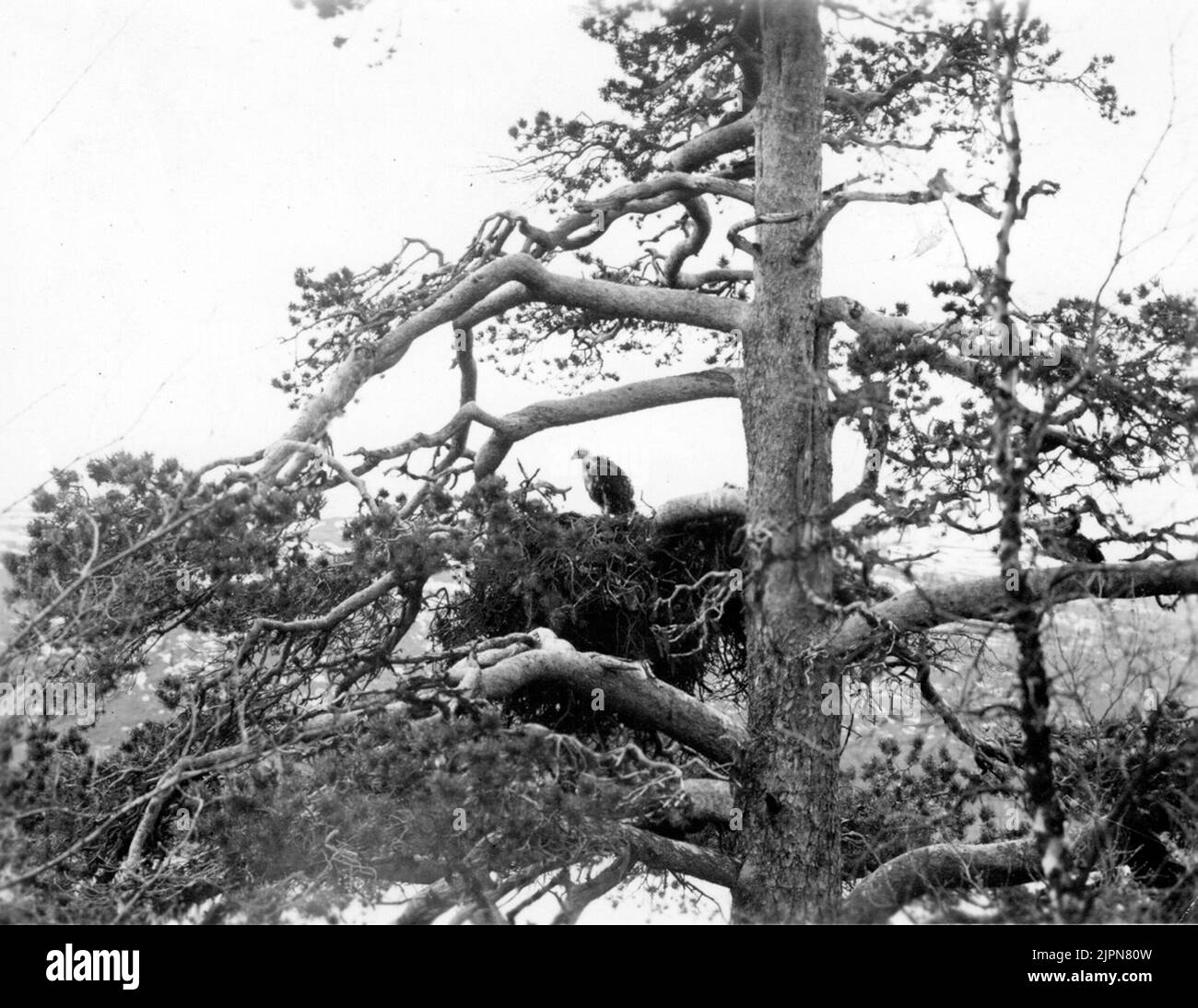 European eagle Black and White Stock Photos & Images - Alamy