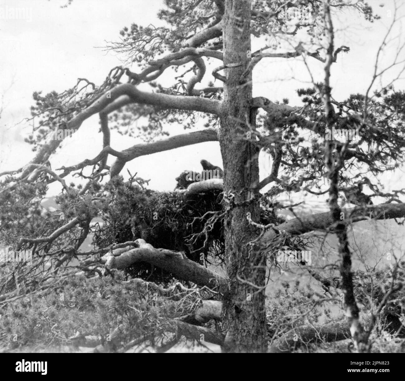 King eagle, Aguila c. Chrysaetos. The king's eagle at the kid. Kungsörn ...