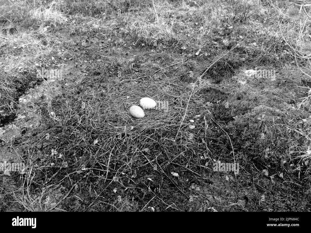 Trana, gravel g. Gravel. Stay by Trana, 1927 Trana, Grus g. grus. Bo av ...