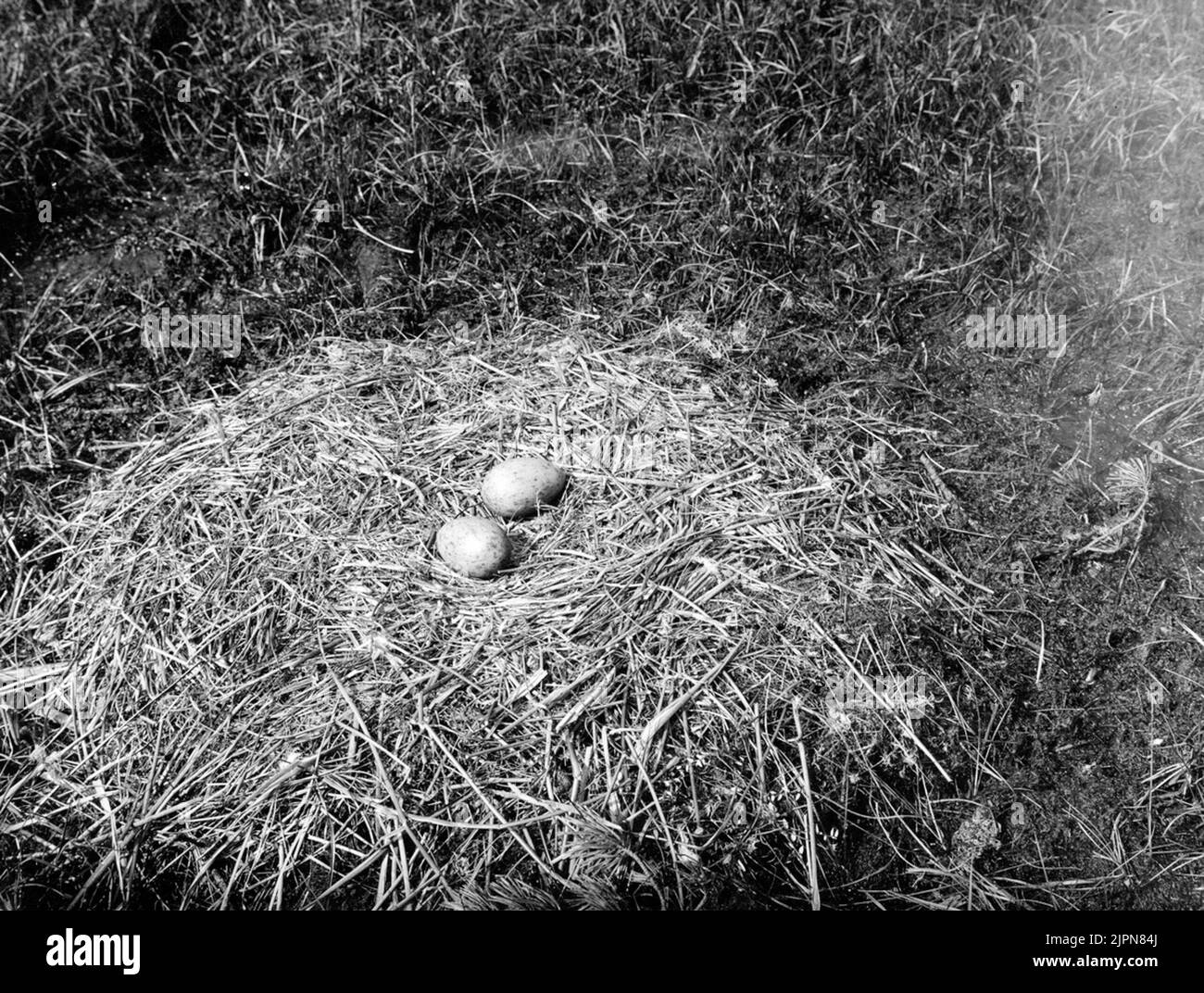 Trana, gravel g. Gravel. Stay by Trana, 10 maj 1913 Trana, Grus g. grus ...