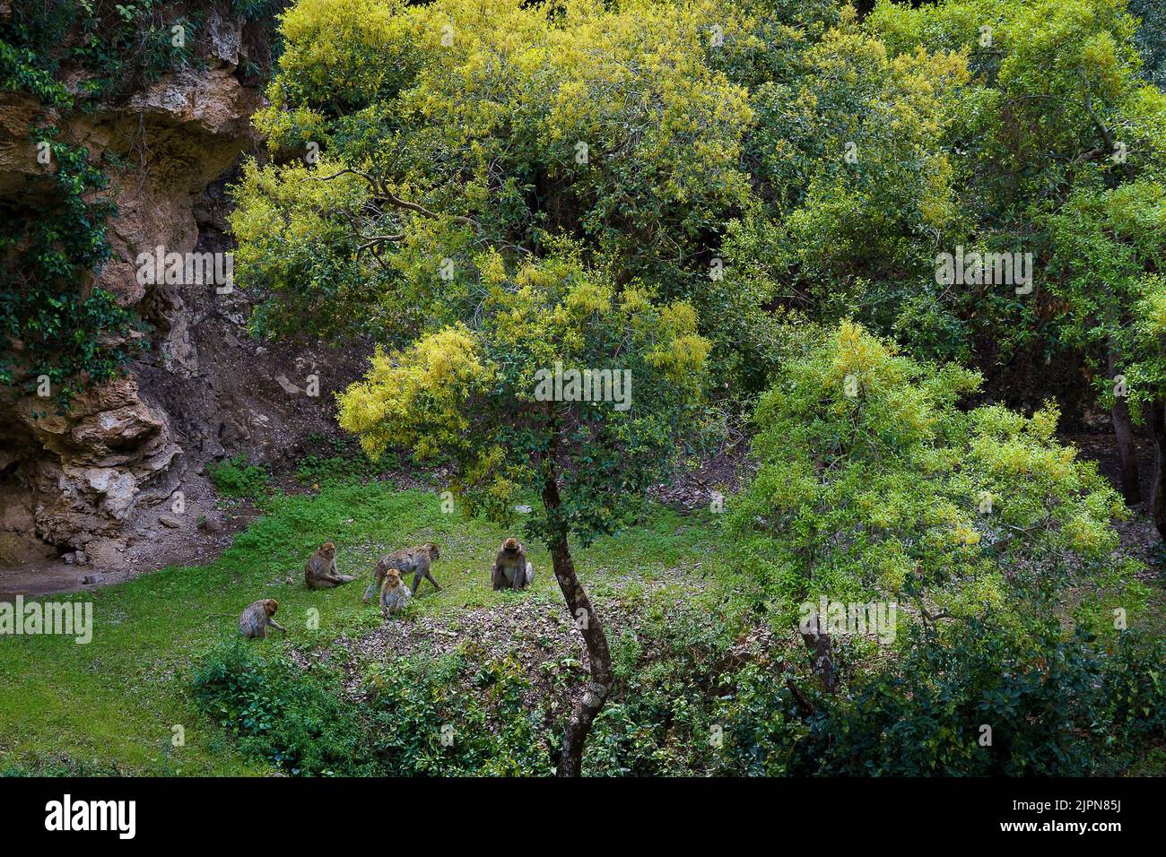 A drone shot of a group of monkeys sitting under a tree with a rocky ...