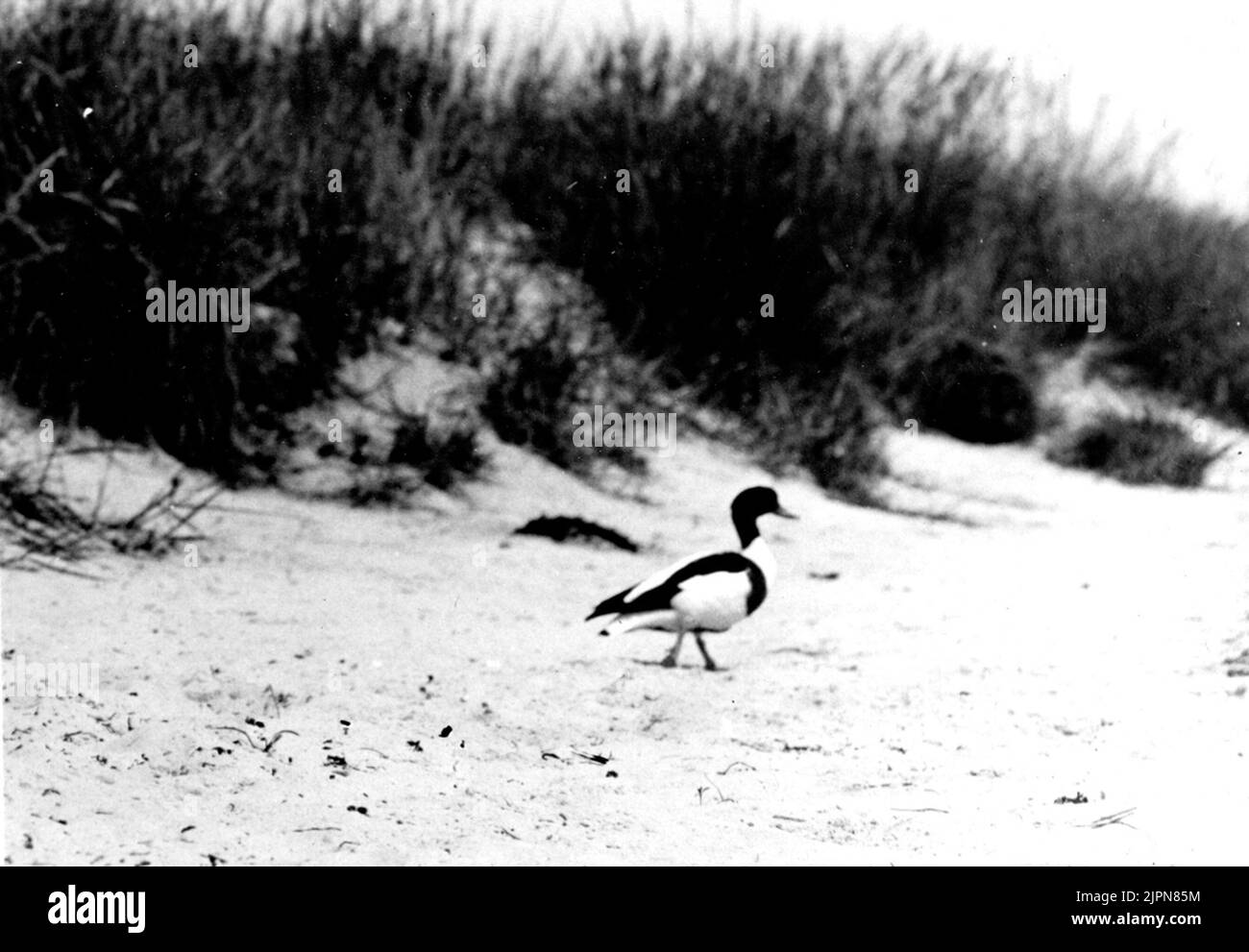 The engraving turns back? from the nest hole in the Sanbrink. Gravanden ...