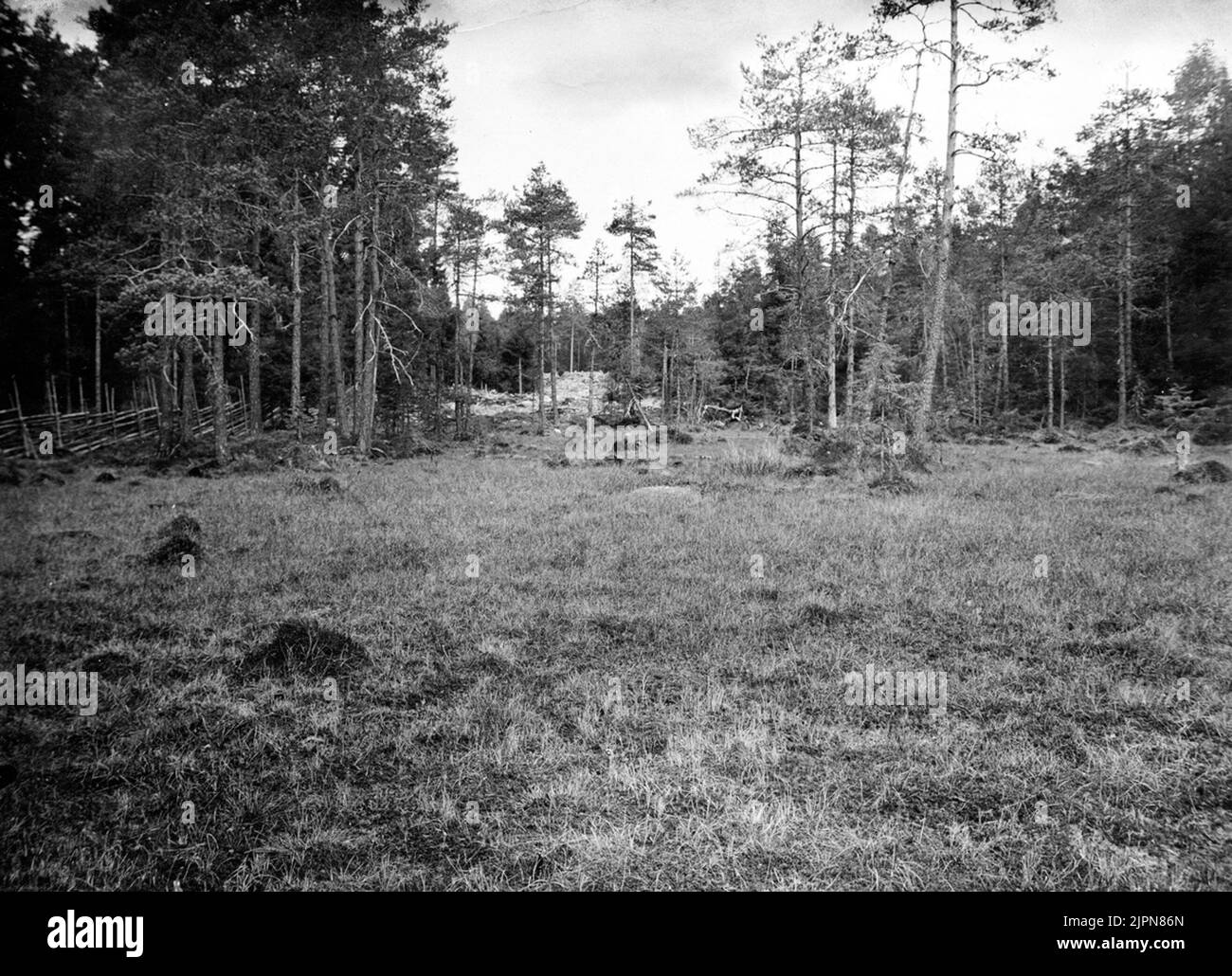 Crane Gravel G Gravel Biotope For Crane Nest In The Middle Of The Picture Trana Grus G