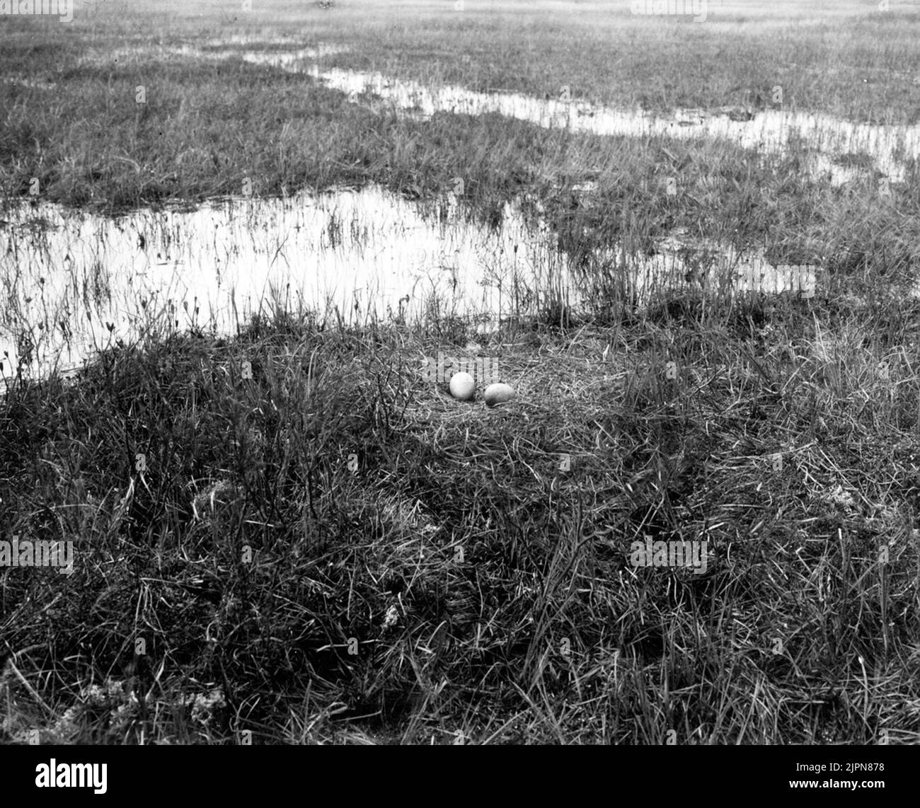 Trana, gravel g. Gravel, Tranbo Trana, Grus g. grus, tranbo Stock Photo ...