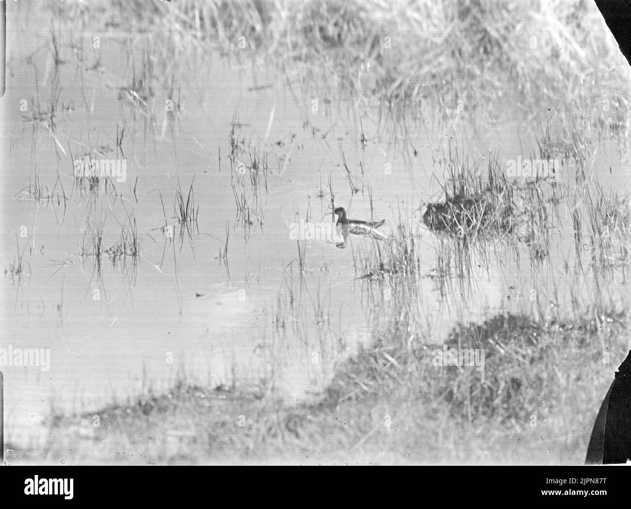 Simsnäppa, Phaleropus Hyperboreus, arpuvuoma, Könkämä-dalen Simsnäppa ...