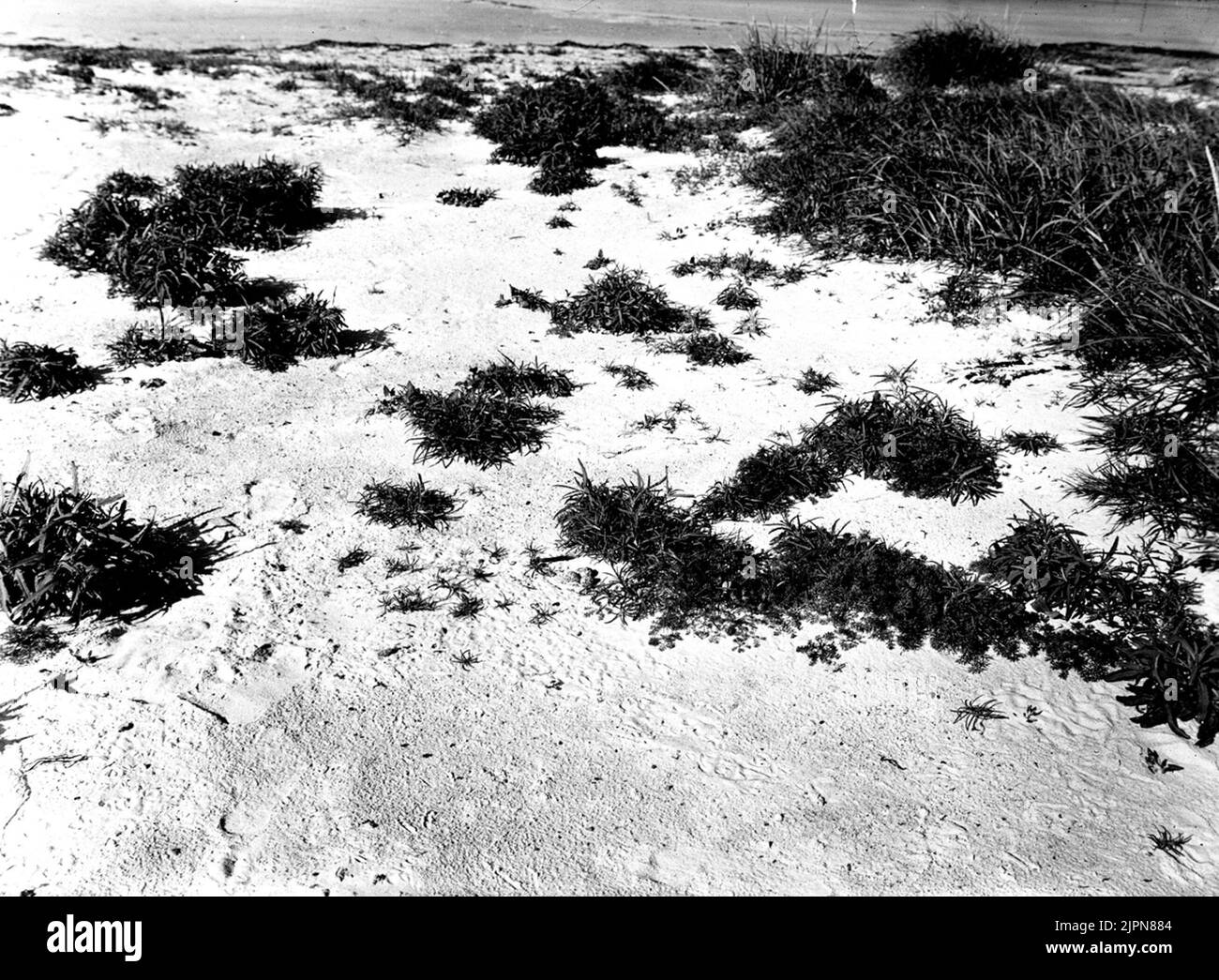 Avian breeding biology Black and White Stock Photos & Images - Alamy