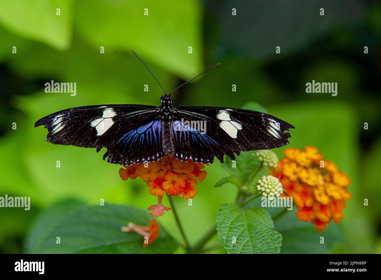 A closeup of Heliconius doris, the Doris longwing Stock Photo - Alamy