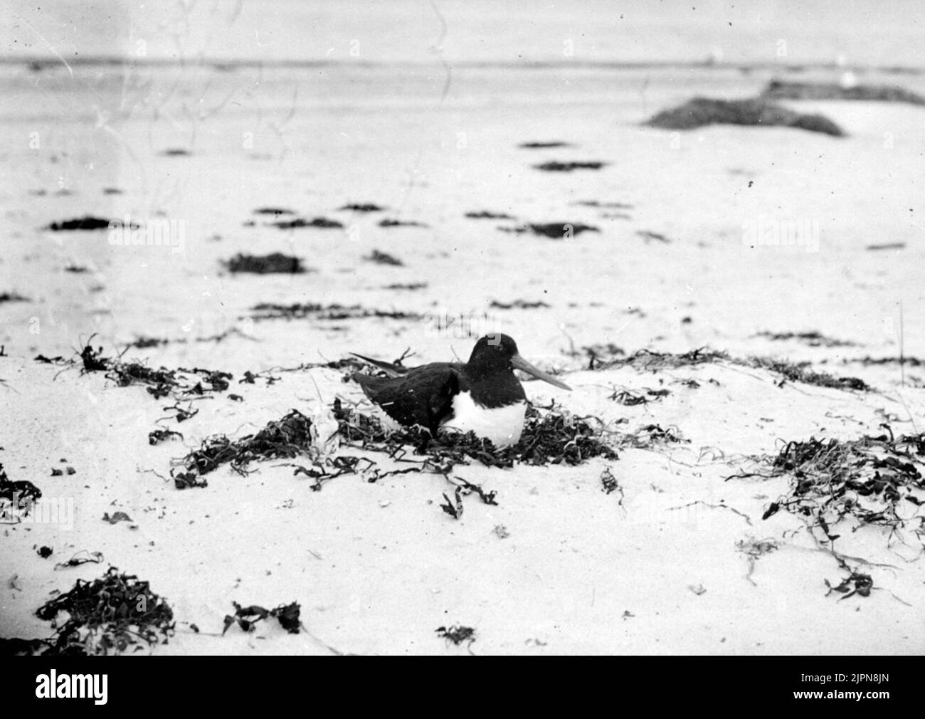 Beach skata in the estate Strandskata i boet Stock Photo - Alamy