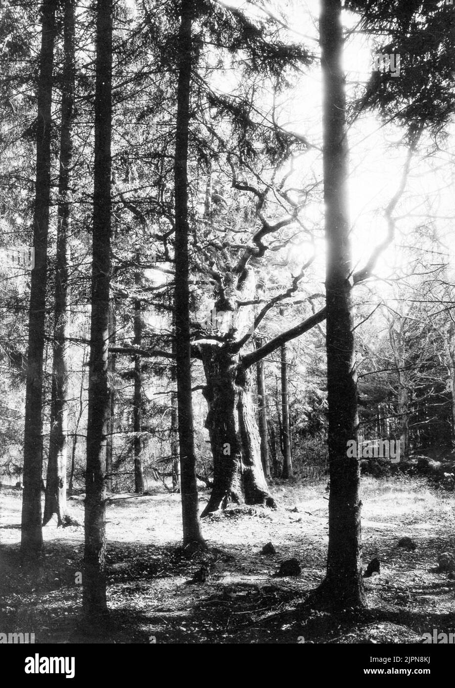 Settlement for cat owl, Strix Aluco.15 May 1925. Boplats för kattuggla ...