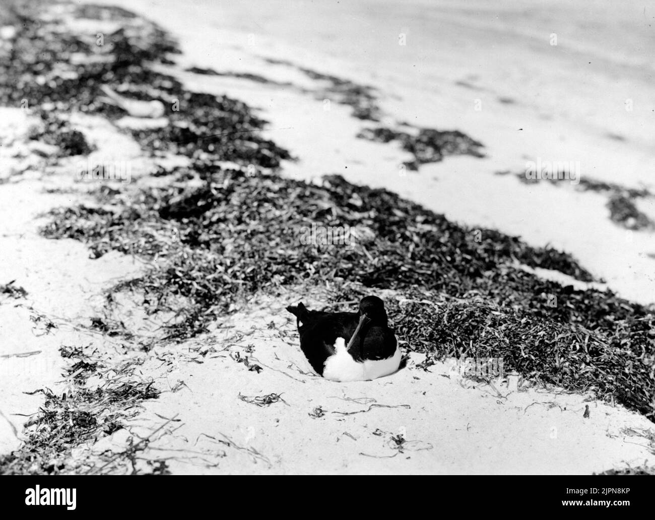 Strandcata Ruvar Strandskata ruvar Stock Photo - Alamy