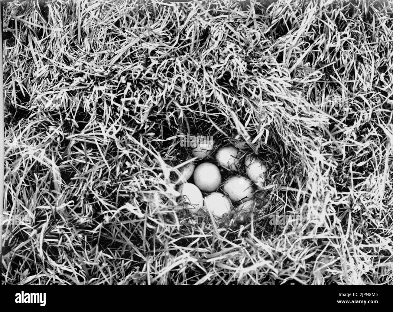 Stay of years Bo av årta Stock Photo - Alamy