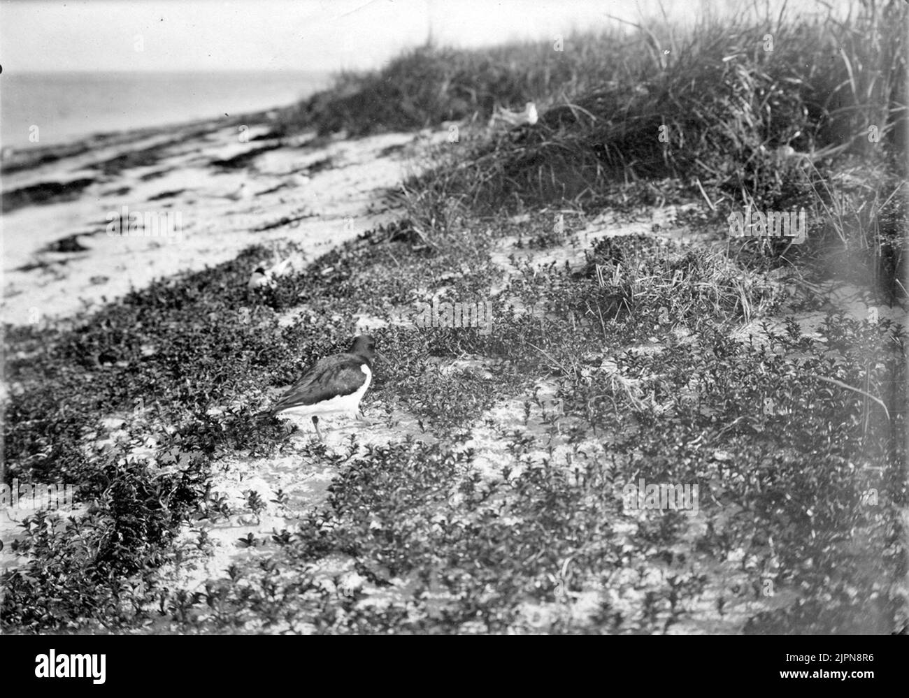 Strandskatan goes to the nest Strandskatan går till boet Stock Photo ...