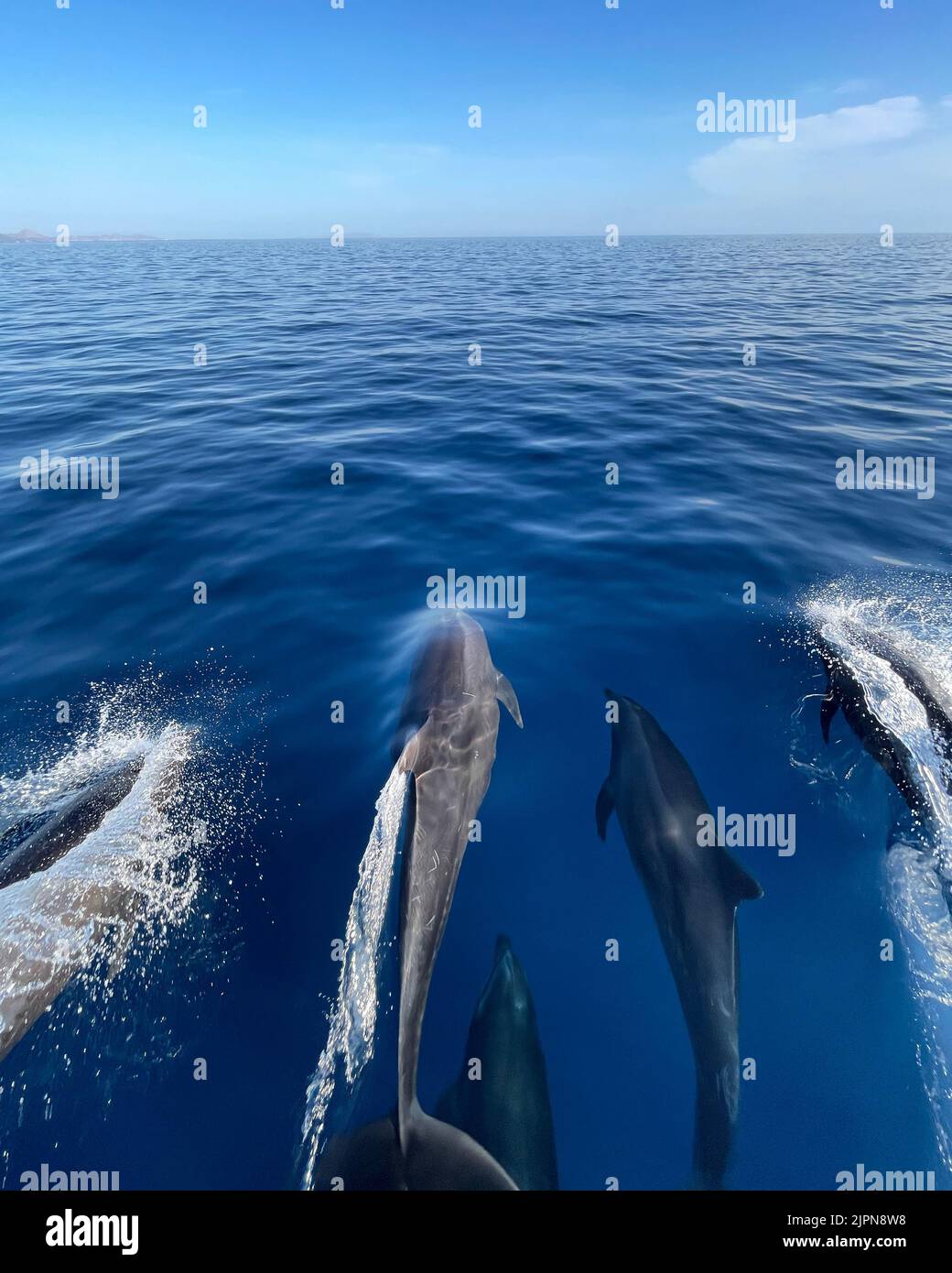 Dolphins swimming in clear, blue, glassy water Stock Photo - Alamy