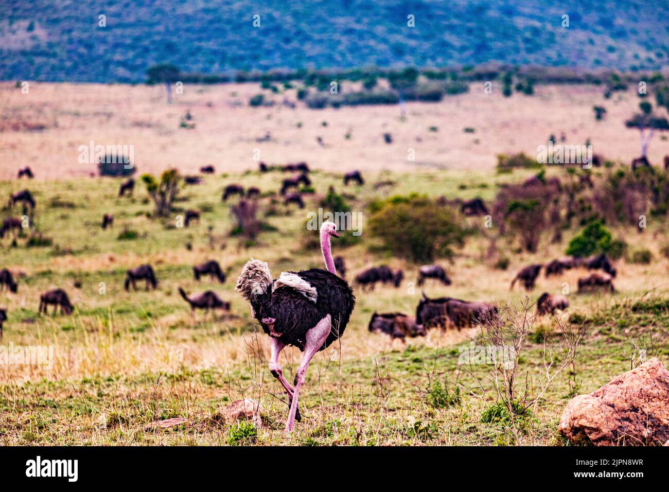 Ostriches are large flightless birds. Two living species are recognised ...