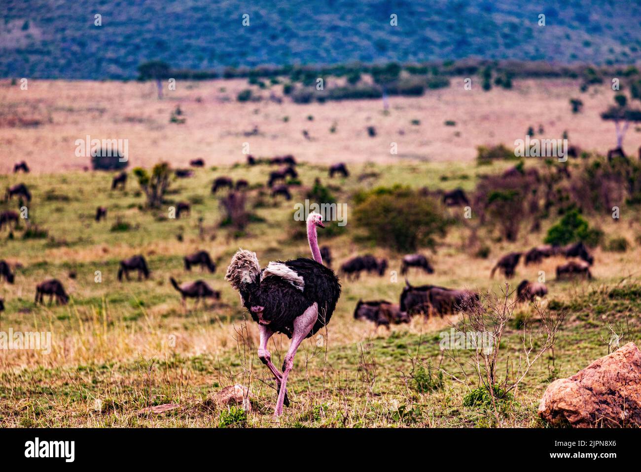 Common ostrich of sub saharan africa hi-res stock photography and ...