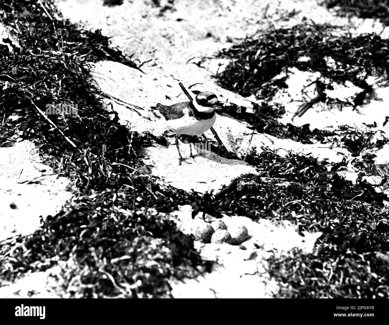 The beach piper (Charadrius h. Hiaticula) goes up to the eggs ...