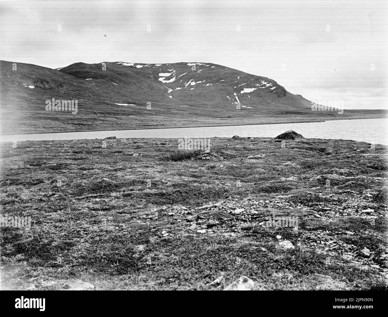 Biotope for cutting snap, Tinga Maritima, Brunnersjöarna, Jemtland 27/6 ...