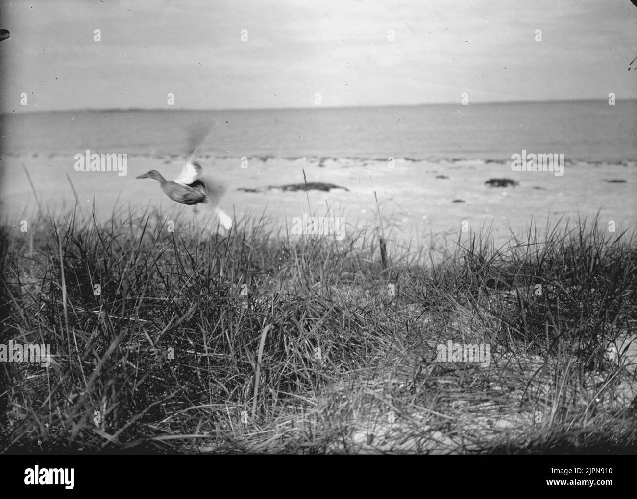 Spoon flying from the estate. 26/5-1912 Skedand flyger från boet.26/5 ...