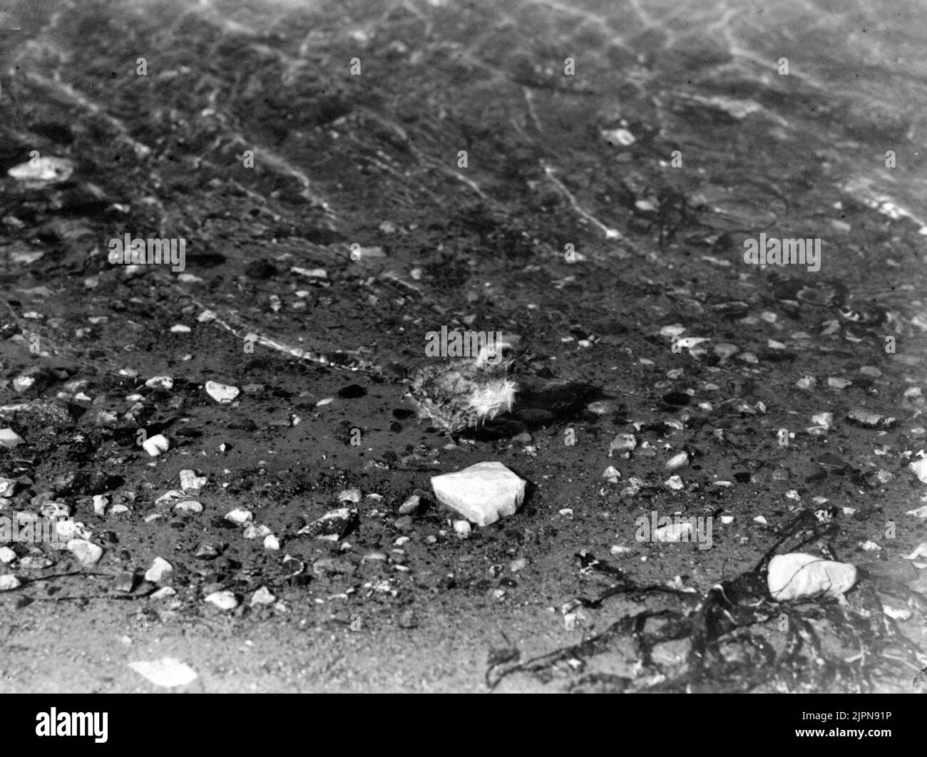 Silver birth Black and White Stock Photos & Images - Alamy