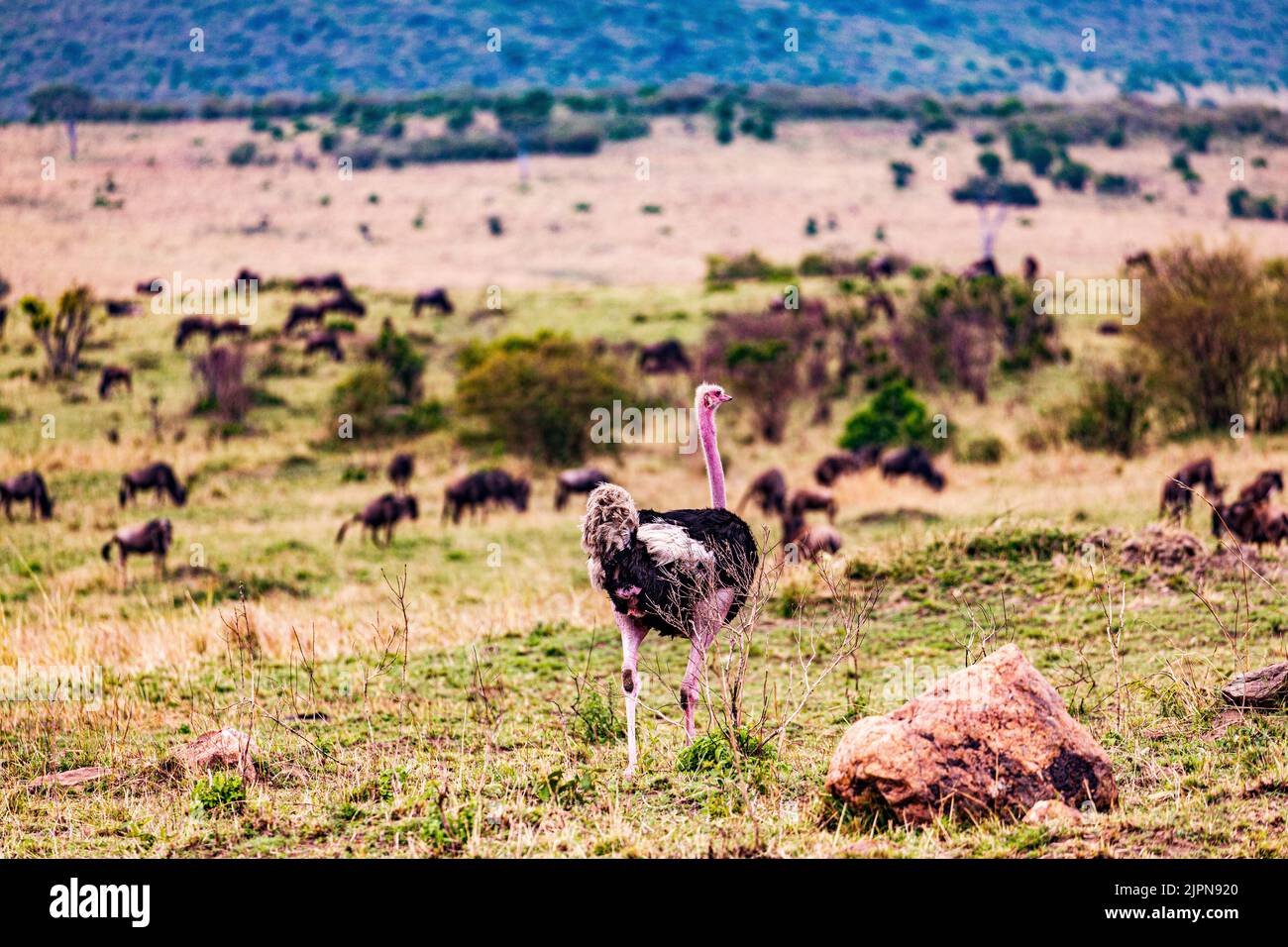 Ostriches are large flightless birds. Two living species are recognised ...