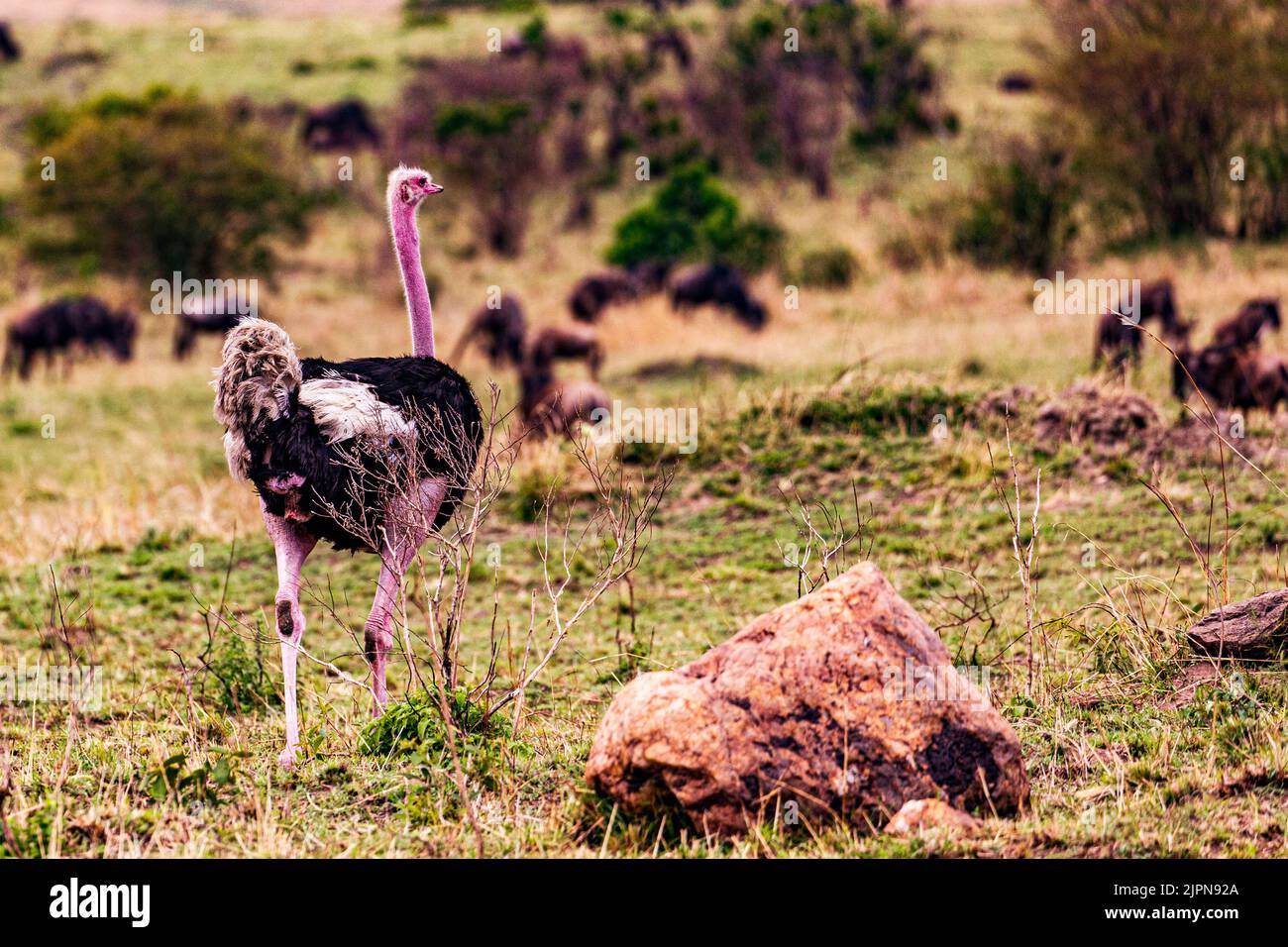 Ostriches are large flightless birds. Two living species are recognised ...