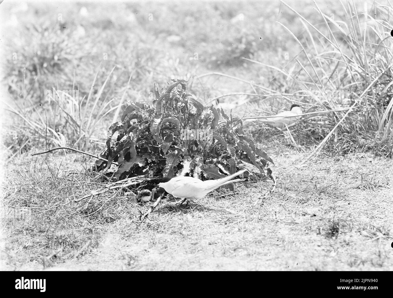 The fishing tern goes to the kid. Fisktärnan går fram till ungen Stock ...