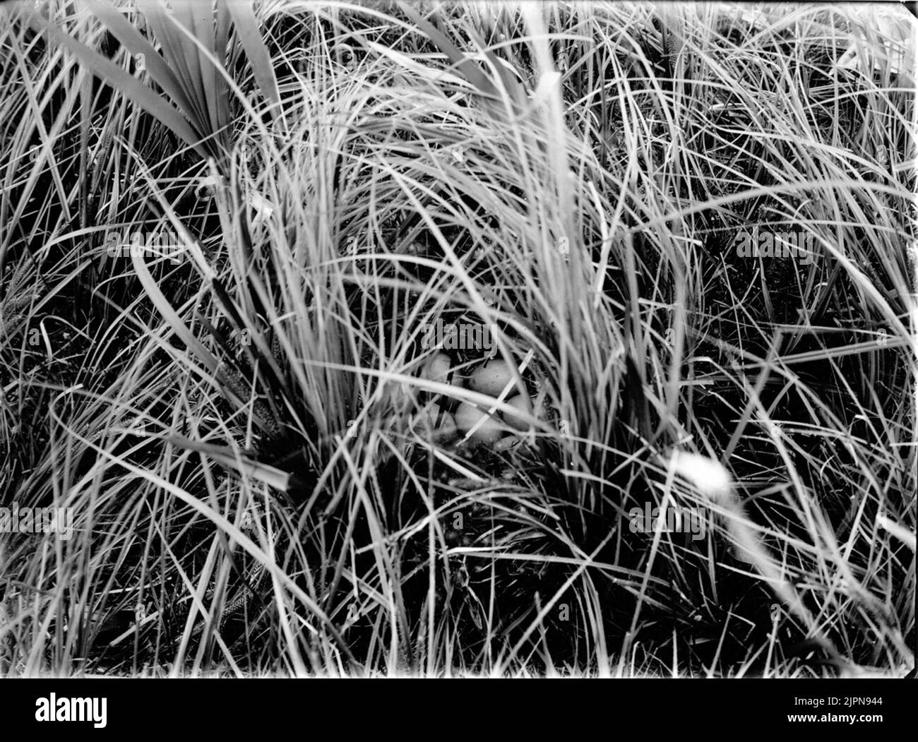 Stay by Furigula Ferina 1927 Bo av Fuligula ferina 1927 Stock Photo - Alamy