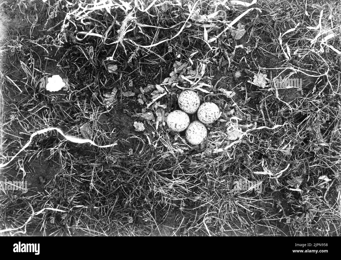 Stay by larger beach pipers (Charadius Hiaticula) May 6, 1903. Bo av ...
