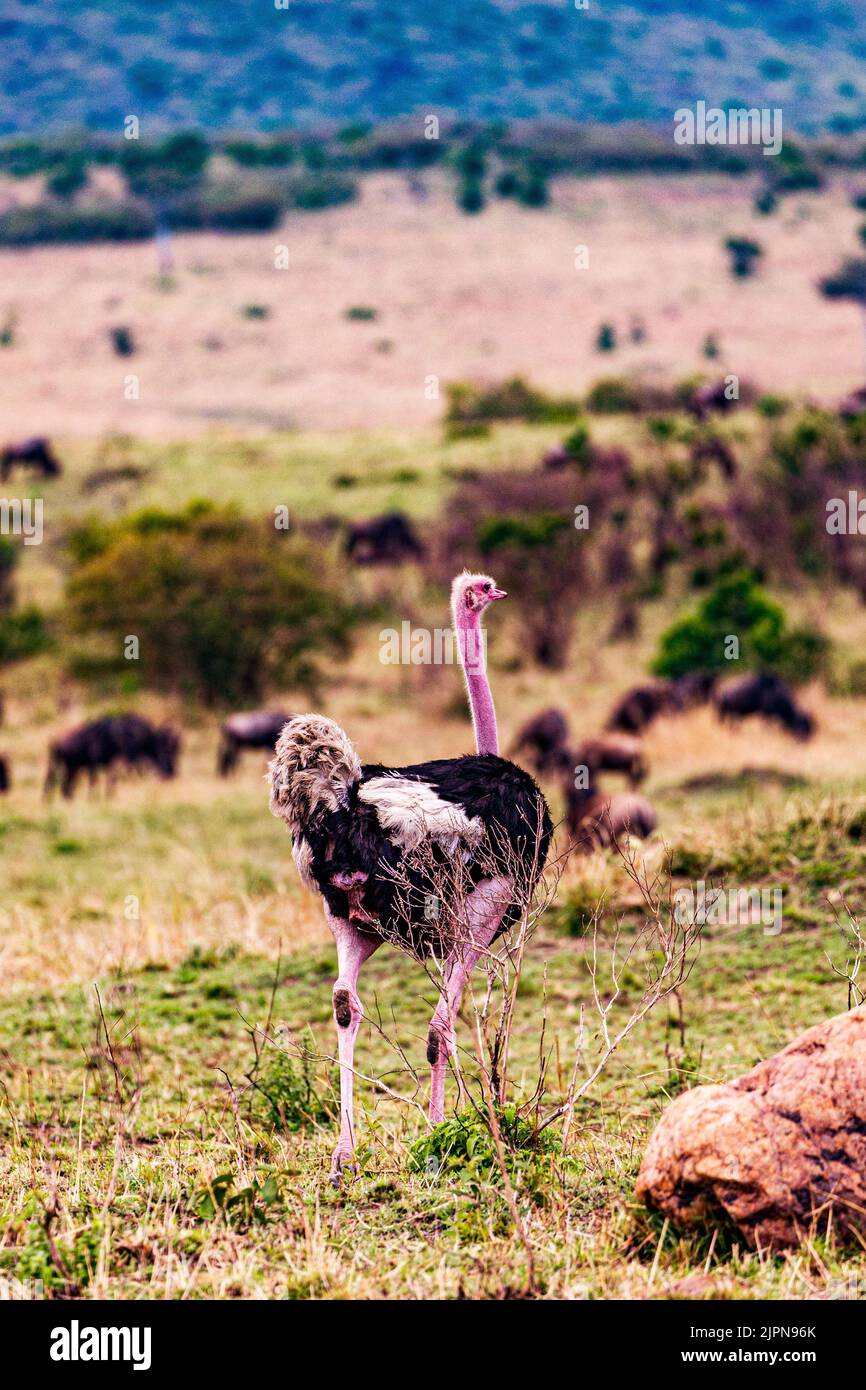 Ostriches are large flightless birds. Two living species are recognised ...