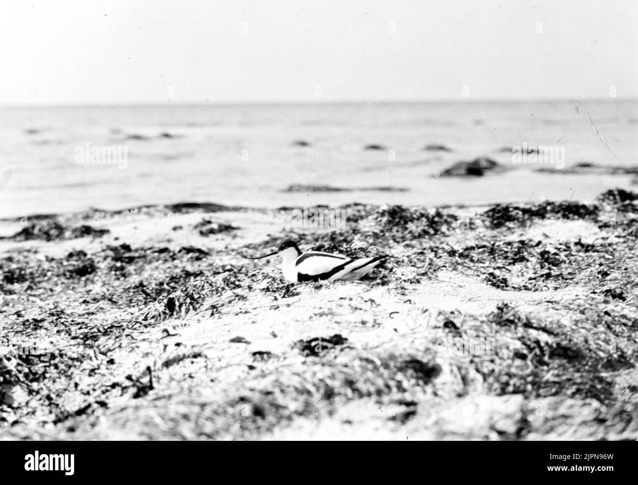 The cutting spots are heading 21/5 1930 Skärfläckan ruvar 21/5 1930 ...