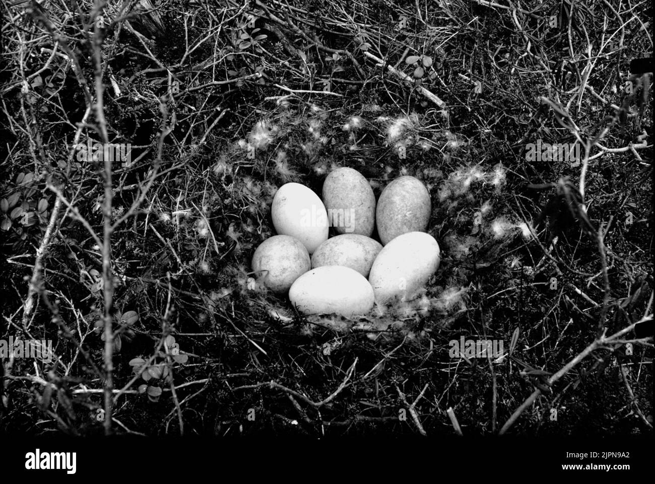 Vig See the work. Vigg se verket Stock Photo - Alamy