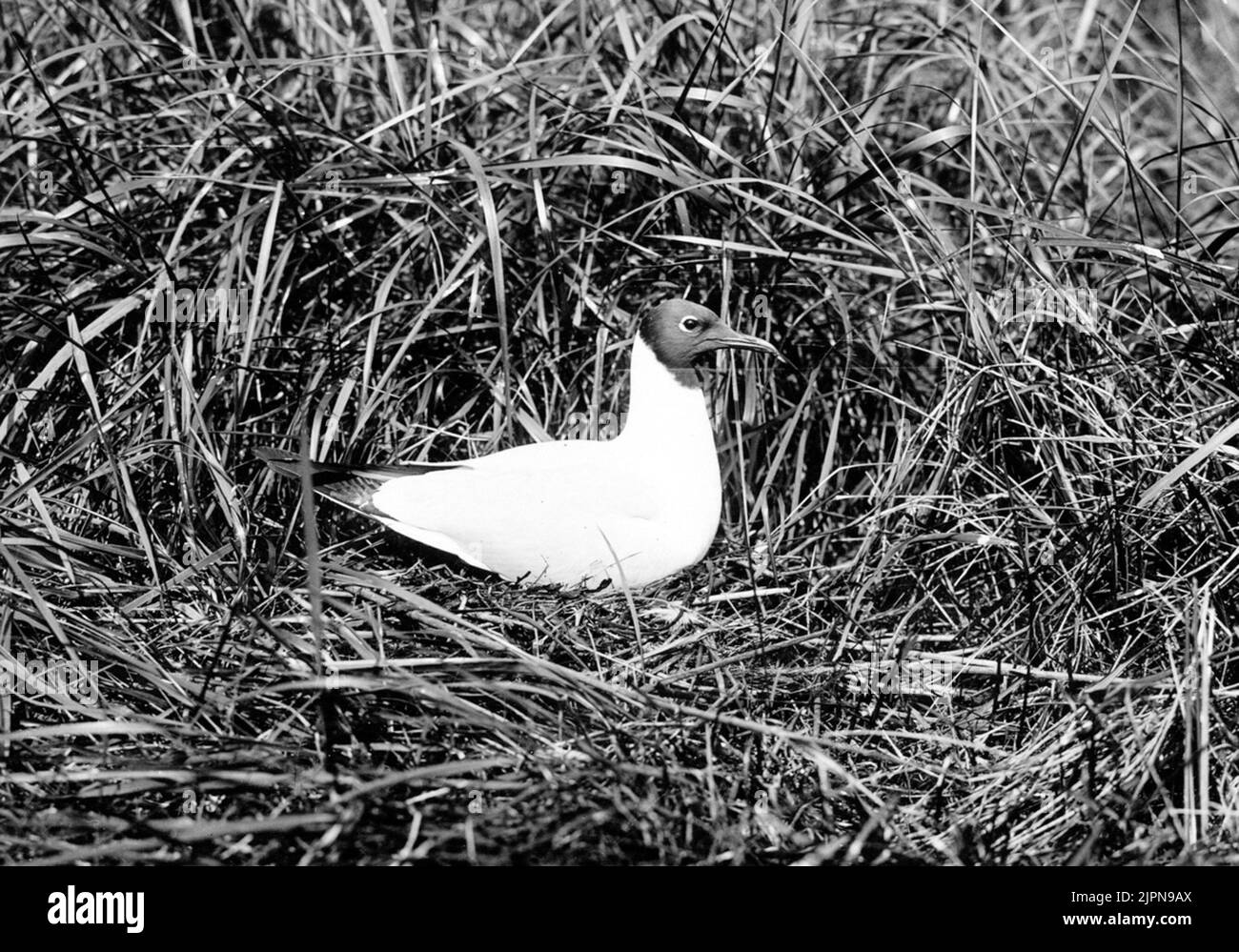 Laughter (Larus Ridibundus) in Bo. Skrattmås (Larus ridibundus) i bo ...