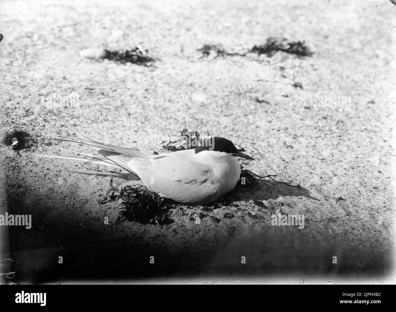 Silver tern (Sterna arctica) in the estate. 24/5-1920. Silvertärna ...
