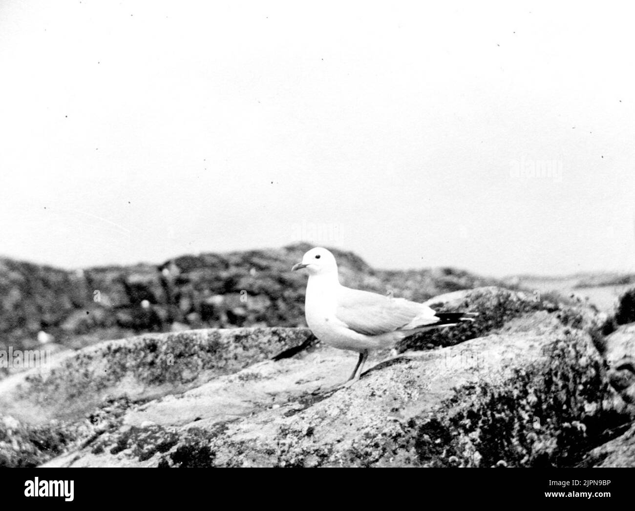 Fishmas hi-res stock photography and images - Alamy