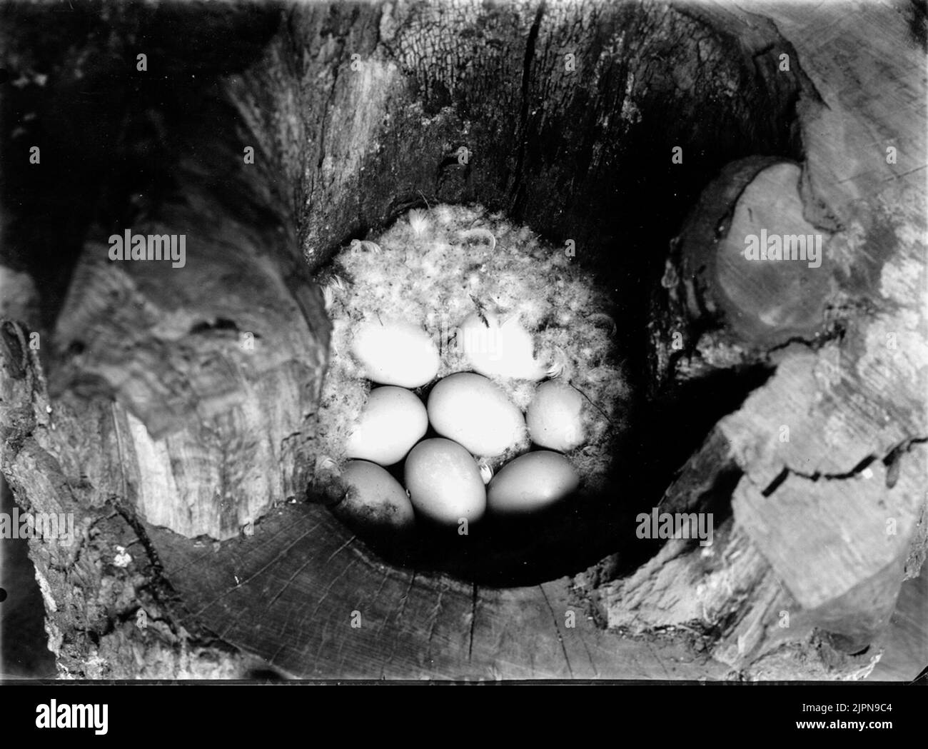 Stay of bundle (F. Clangula) (in tree holes). 1922 Bo av Knipa (F ...