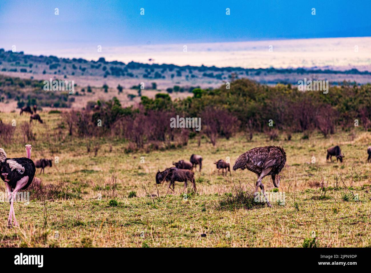 Ostriches are large flightless birds. Two living species are recognised ...