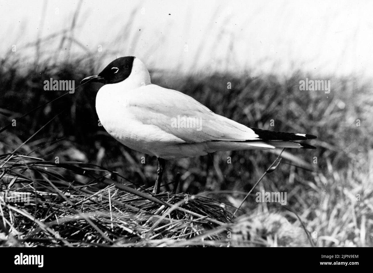 Thoughtful posture Black and White Stock Photos & Images - Alamy