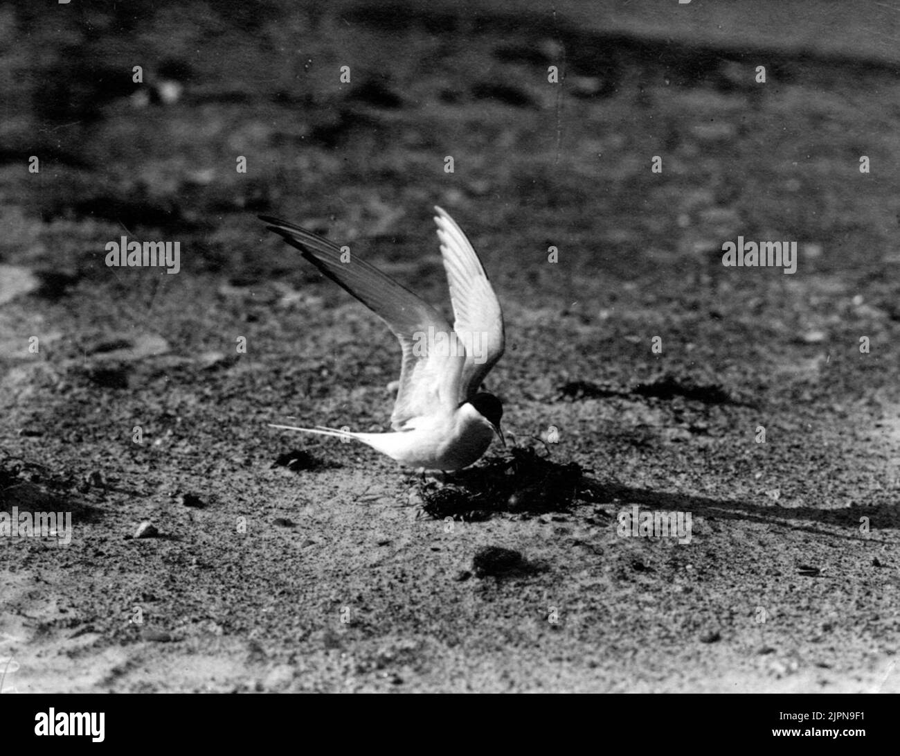 Silver tern at the nest Silvertärna vid boet Stock Photo - Alamy