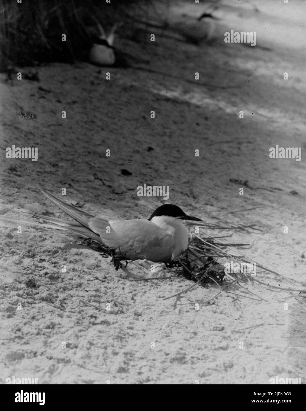 Silver tern in Bo (Sterna Arctica). 1919. Silvertärna i bo (Sterna ...