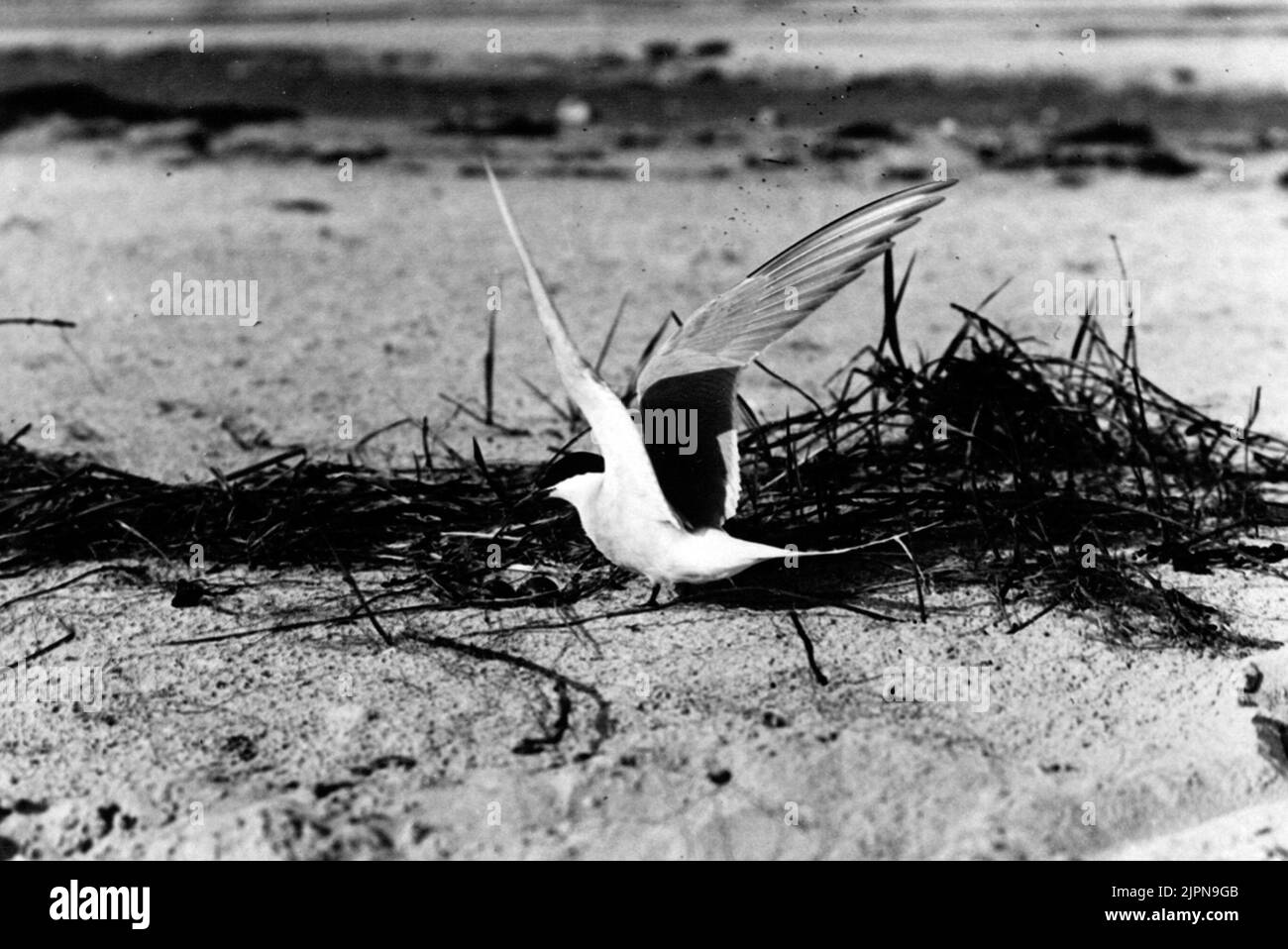 The silver tern has struck at the estate. Silvertärnan har slagit till ...