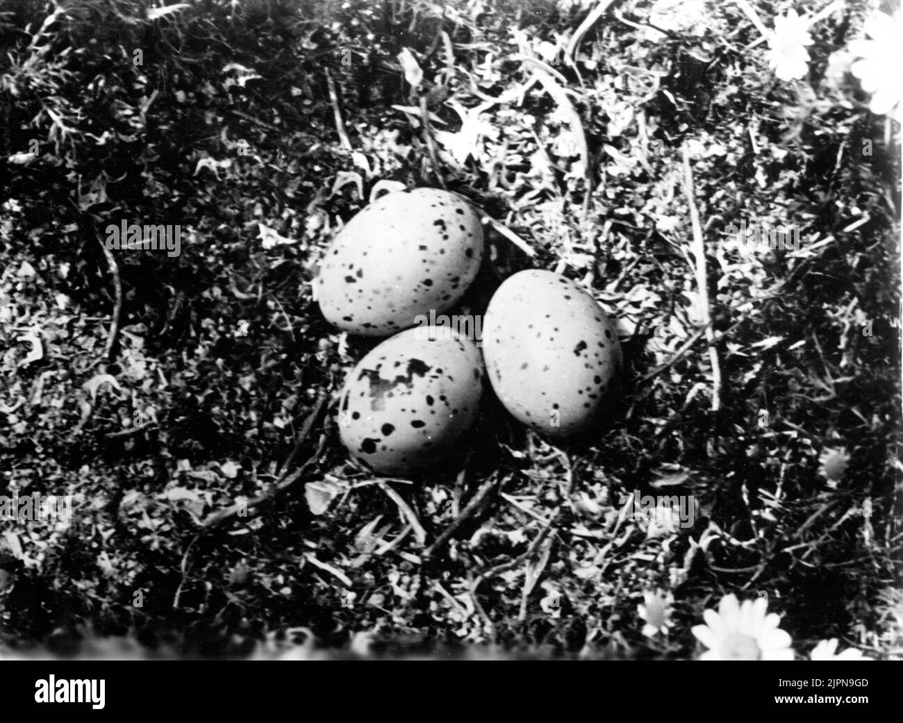 Stay of gray, Larus Argentatus, Bo av Gråtrut, Larus Argentatus Stock ...