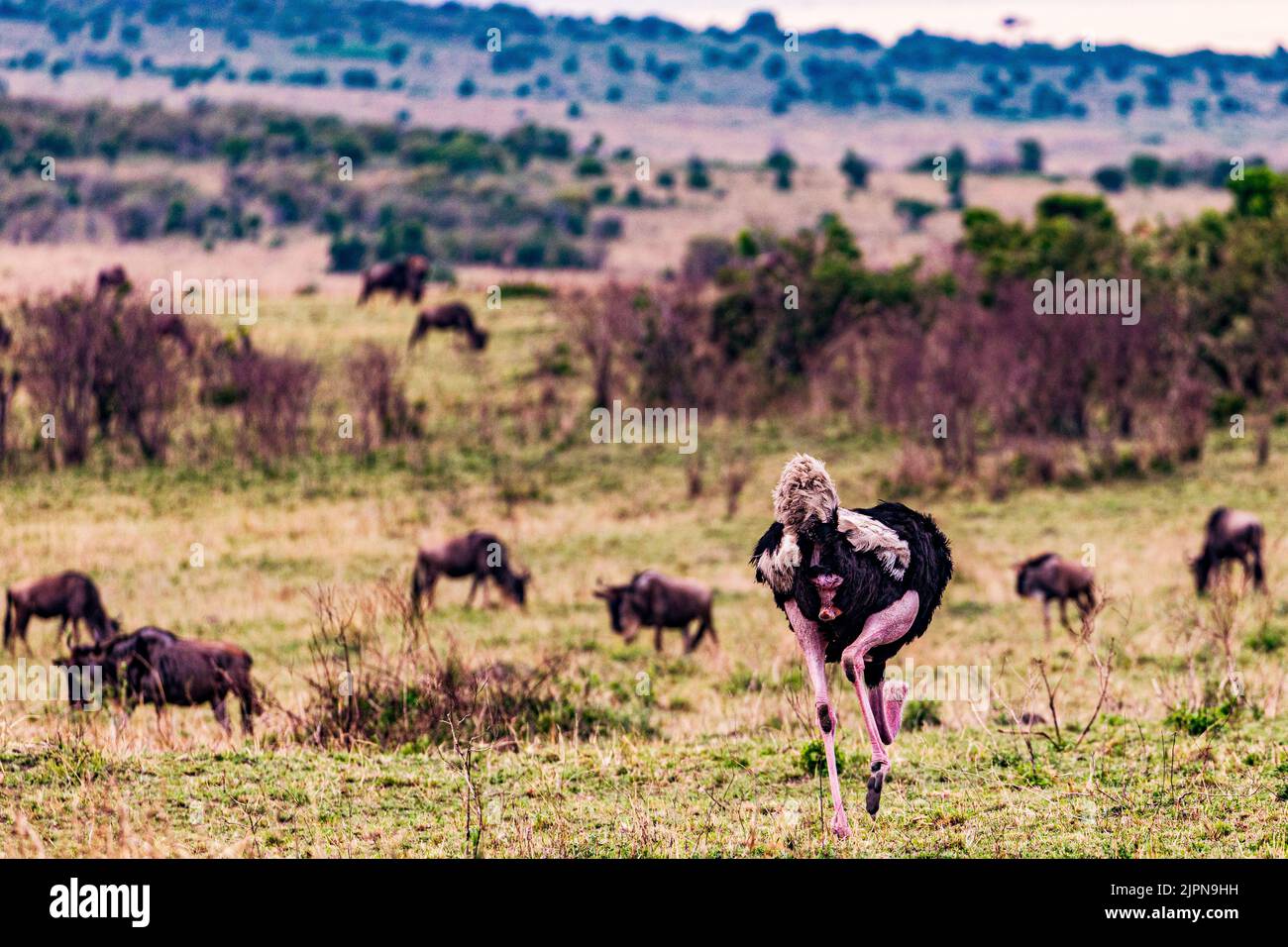 Grasslands and savanna of sub saharan africa hi-res stock photography ...