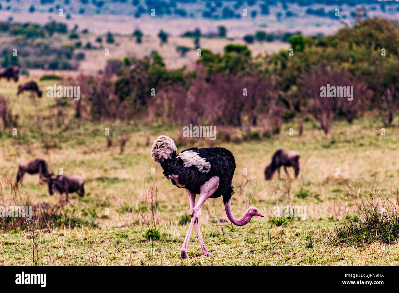 Ostriches are large flightless birds. Two living species are recognised ...