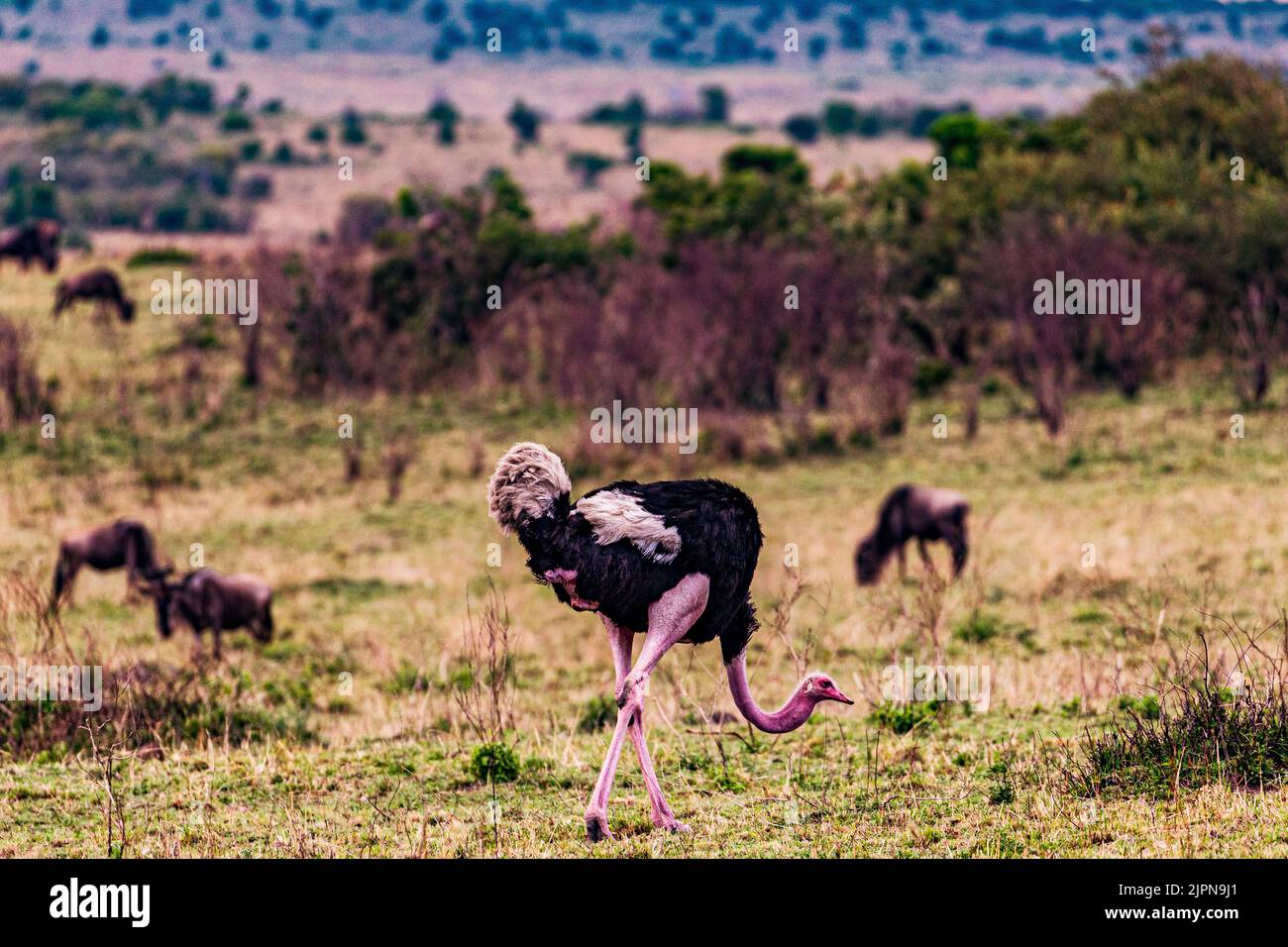 Ostriches are large flightless birds. Two living species are recognised ...