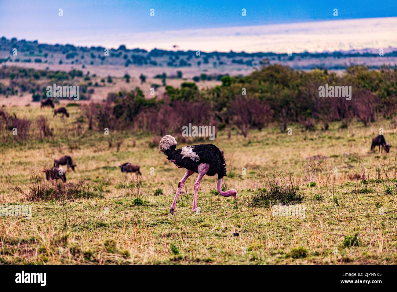 Ostriches are large flightless birds. Two living species are recognised ...