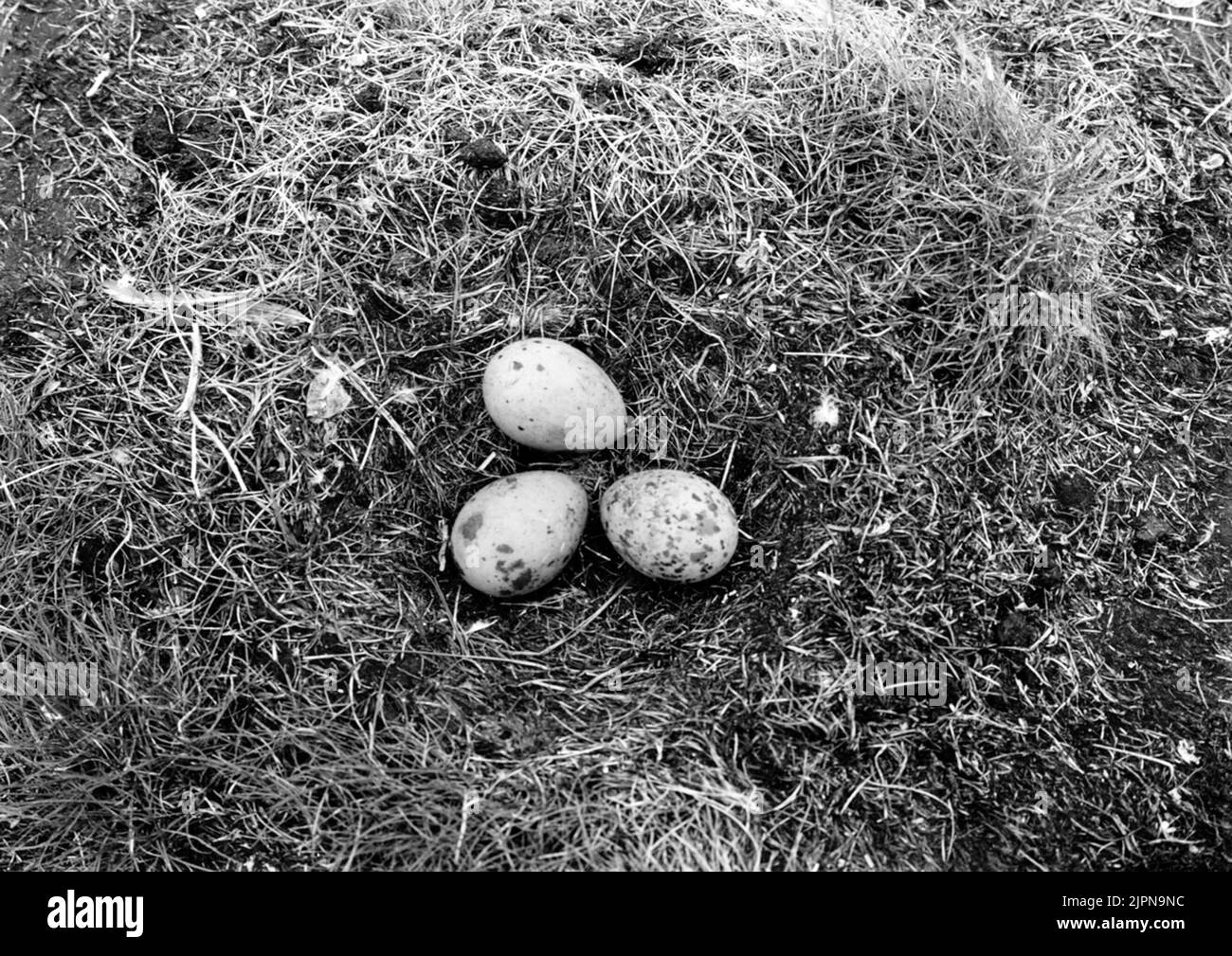 Stay of gray, Larus Argentatus, 7 May 1937 Bo av gråtrut, Larus ...