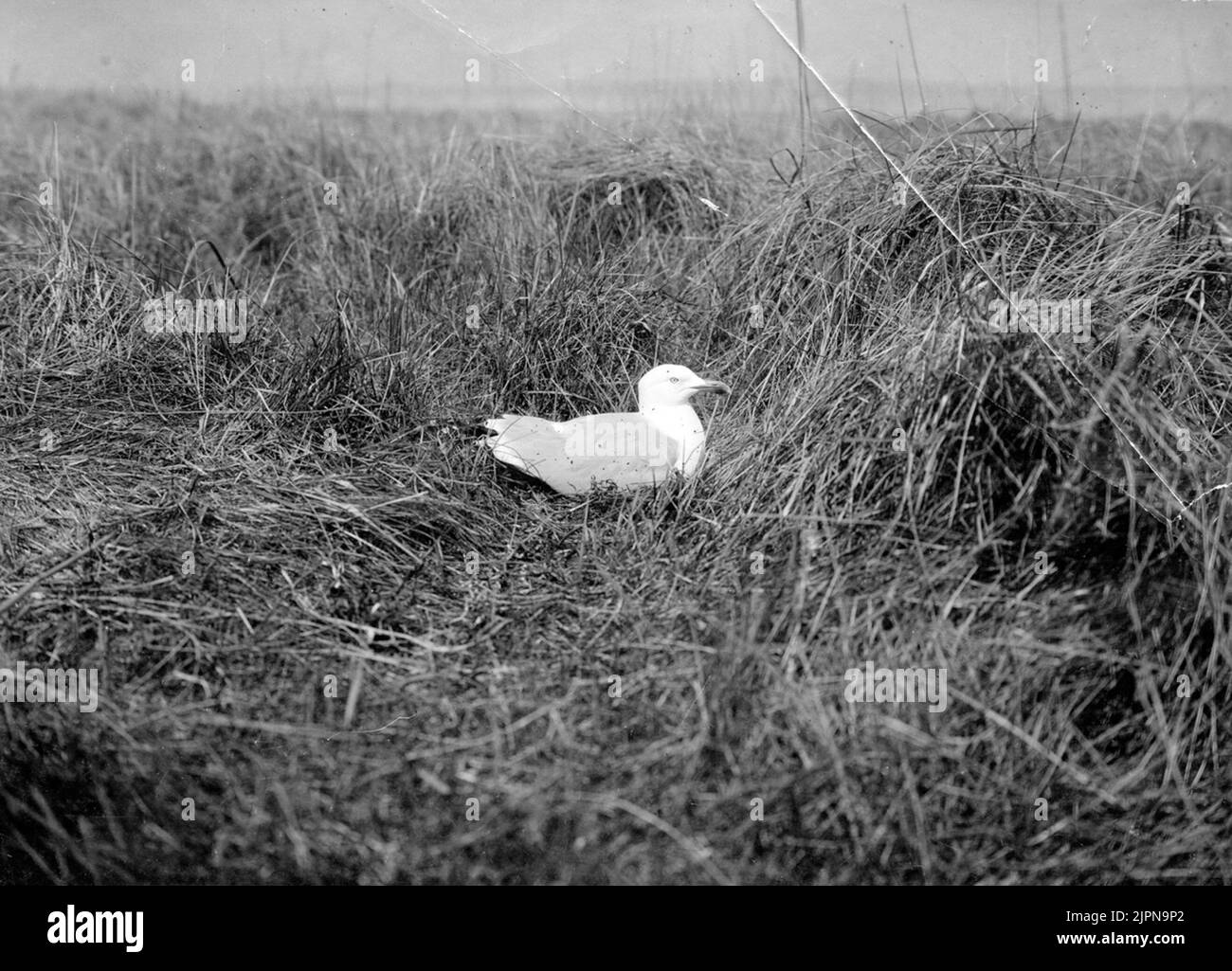 1909 map Black and White Stock Photos & Images - Alamy