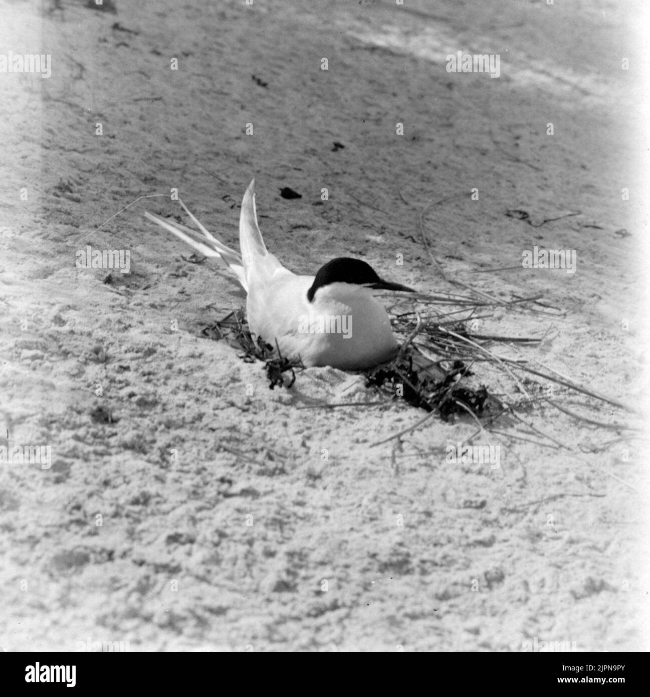 Silver tern (Sterna Arctica) 1919. Silvertärna (Sterna arctica) 1919 ...