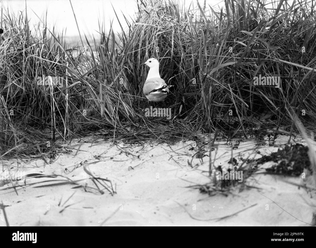 Fish, Larus Canus standing in the estate fiskmås, Larus Canus stående i ...