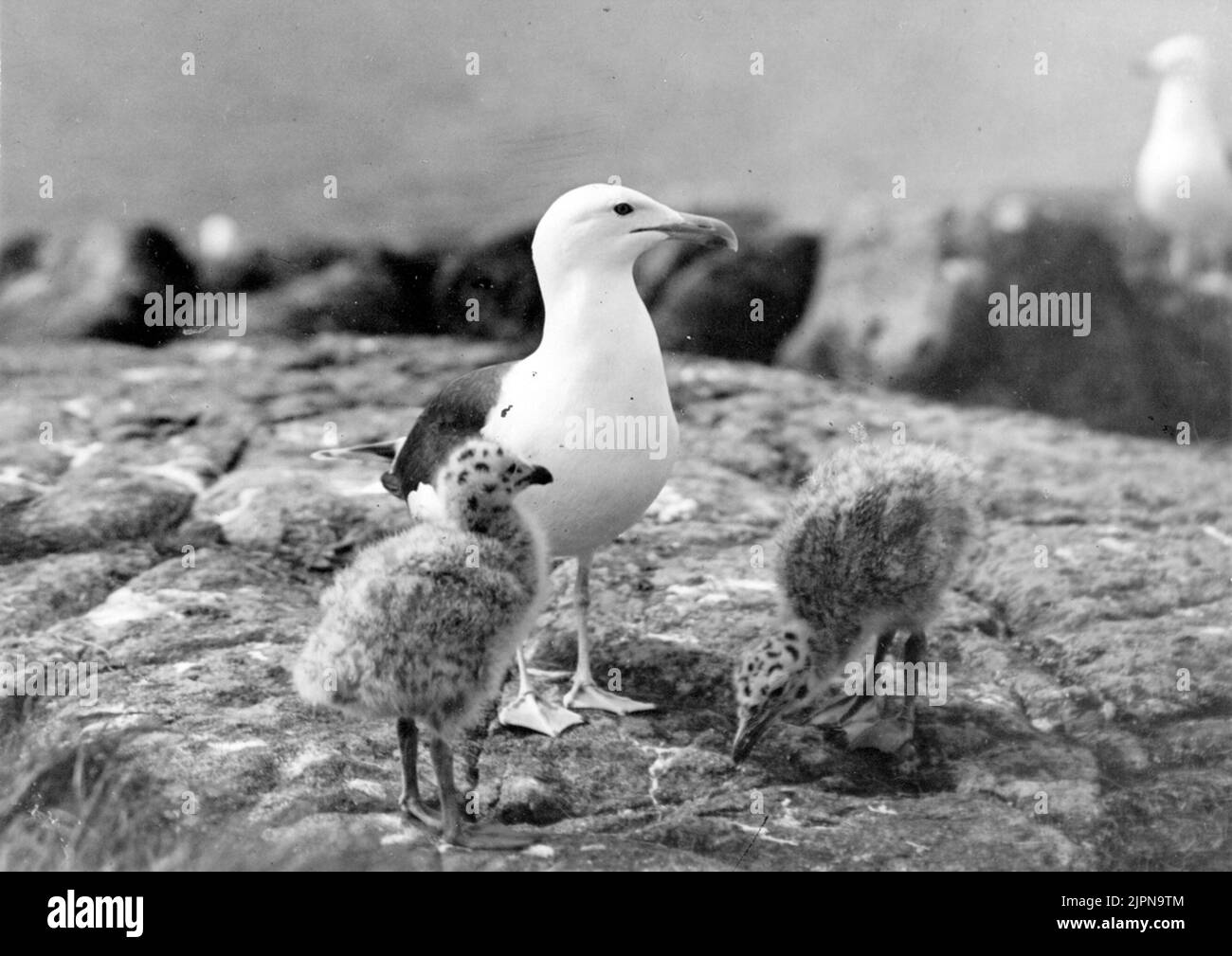 Sea route, Larus marinus, with kids Havstrut, Larus Marinus, med ungar ...